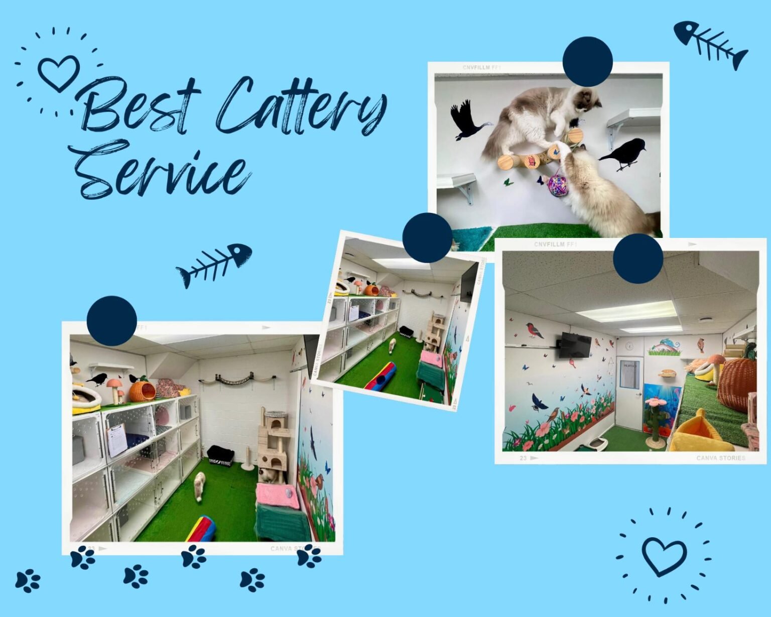 Best Cattery South Auckland | The Vet Clinic
